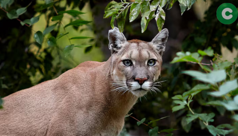 Alerta por un Puma suelto en la zona de La Martona - Cañuelas al día
